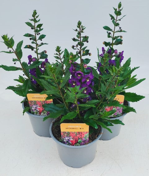 x2 Angelonia Archangel Dark Purple - Upright Plants 13cm/1 Ltr pots ...
