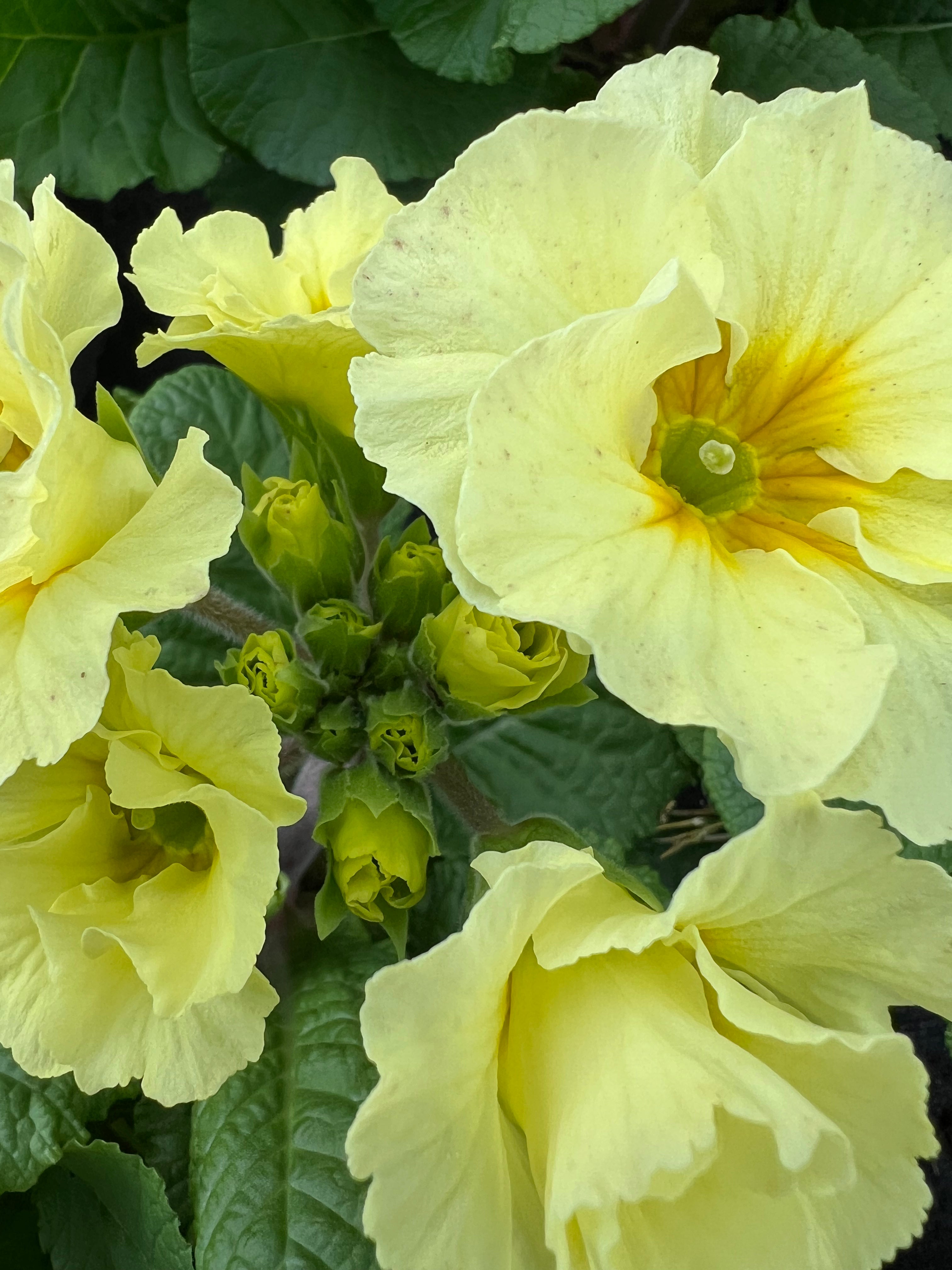 PlantsOnlineUk | Plants | Primula Polyanthus Showstopper Cream ...