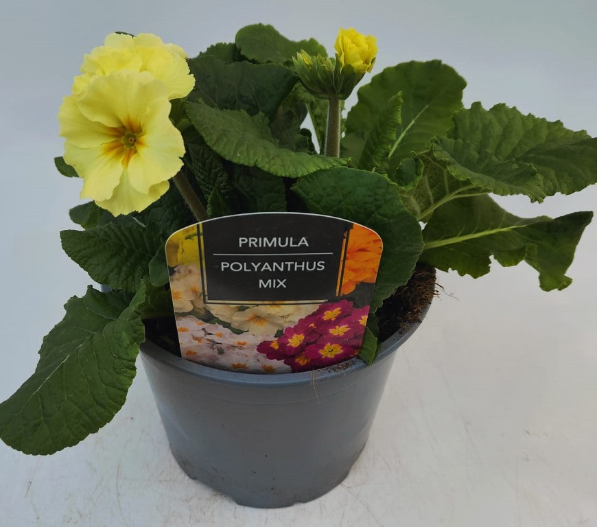 PlantsOnlineUk | Plants | Primula Polyanthus Showstopper Cream ...