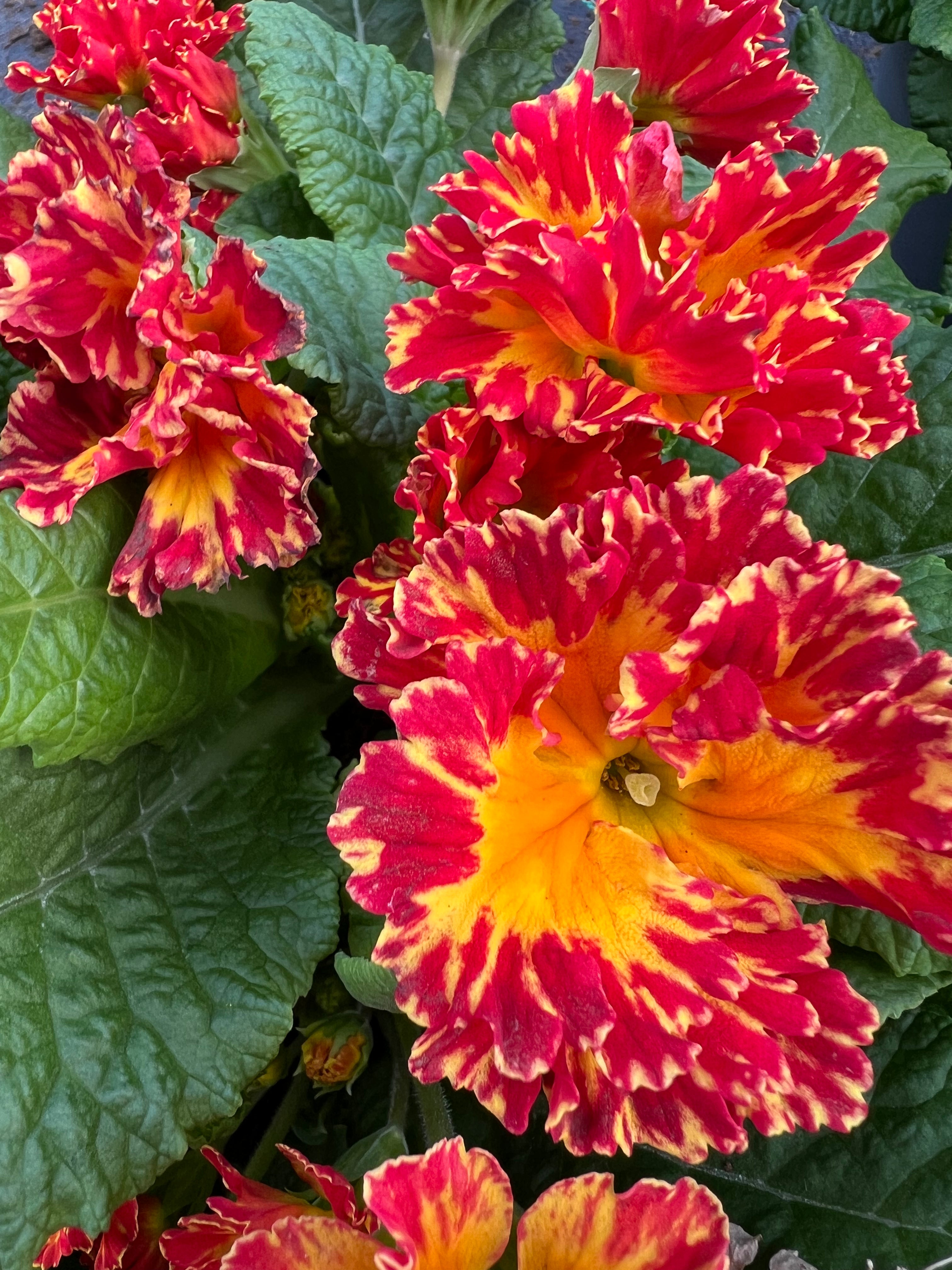 PlantsOnlineUk | Plants | Primula Polyanthus Romance – PlantsOnlineUK